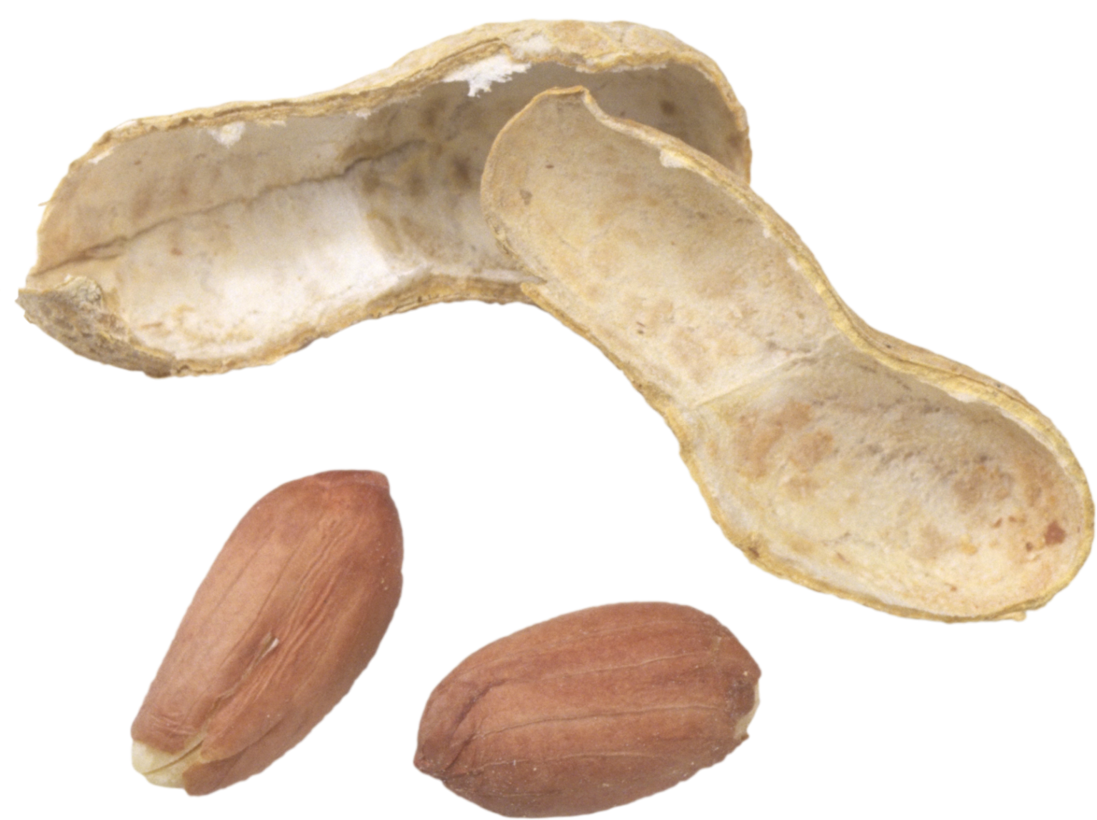 Peanut PNG Transparent Images free Download - Pngfre