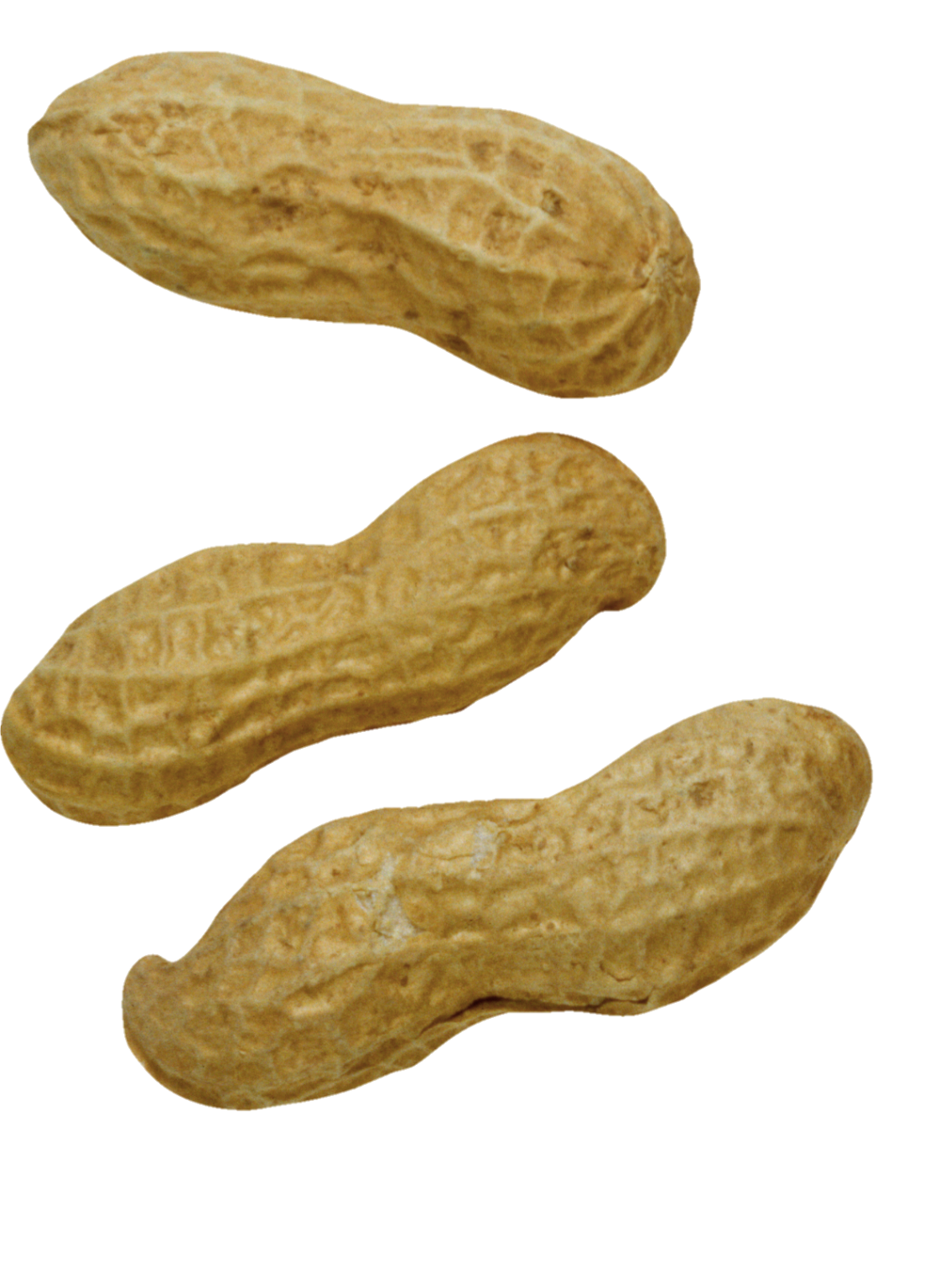 Peanut PNG Transparent Images free Download - Pngfre