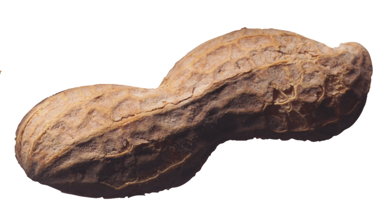 Peanut PNG Transparent Images free Download - Pngfre