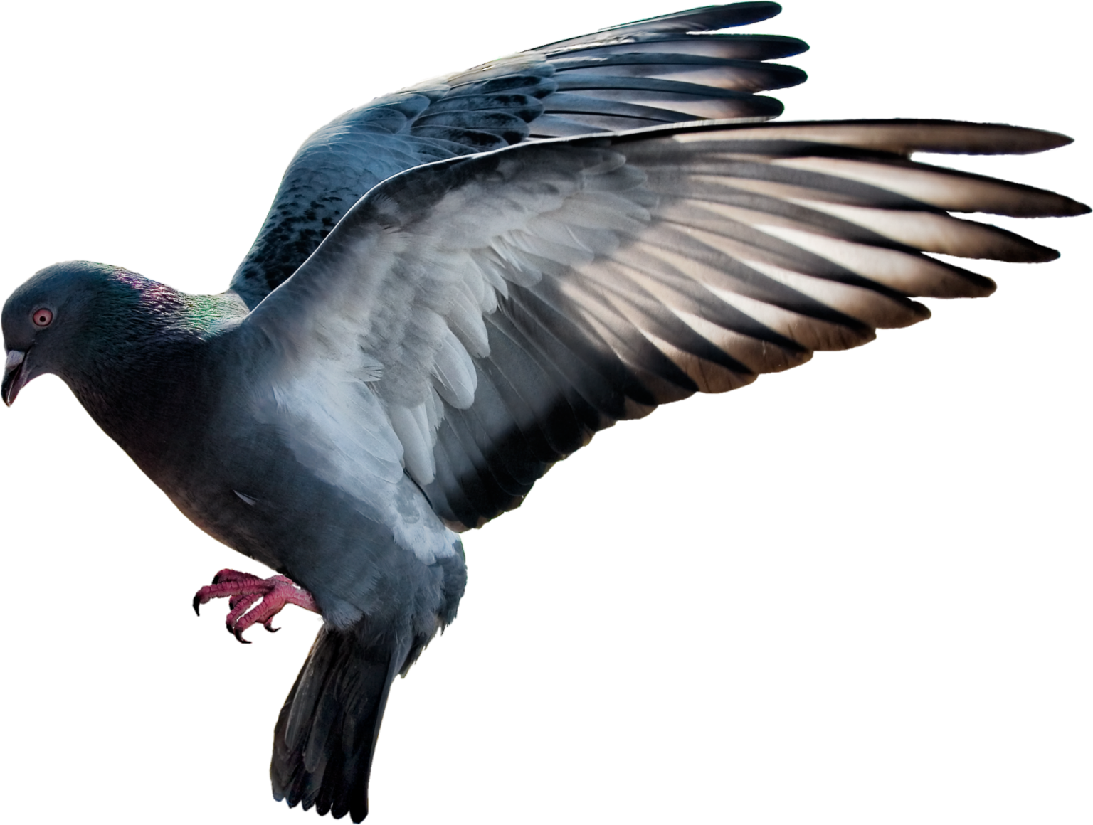 Pigeon PNG Transparent Images free Download - Pngfre