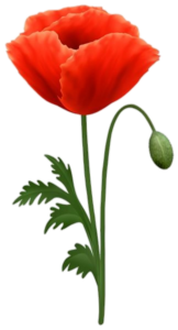 Poppy PNG Transparent Images Free Download - Pngfre