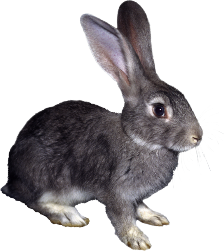Rabbit PNG Transparent Images Free Download - Pngfre