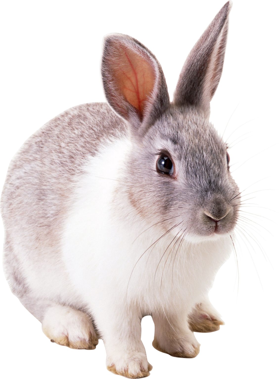 Rabbit PNG Transparent Images Free Download - Pngfre
