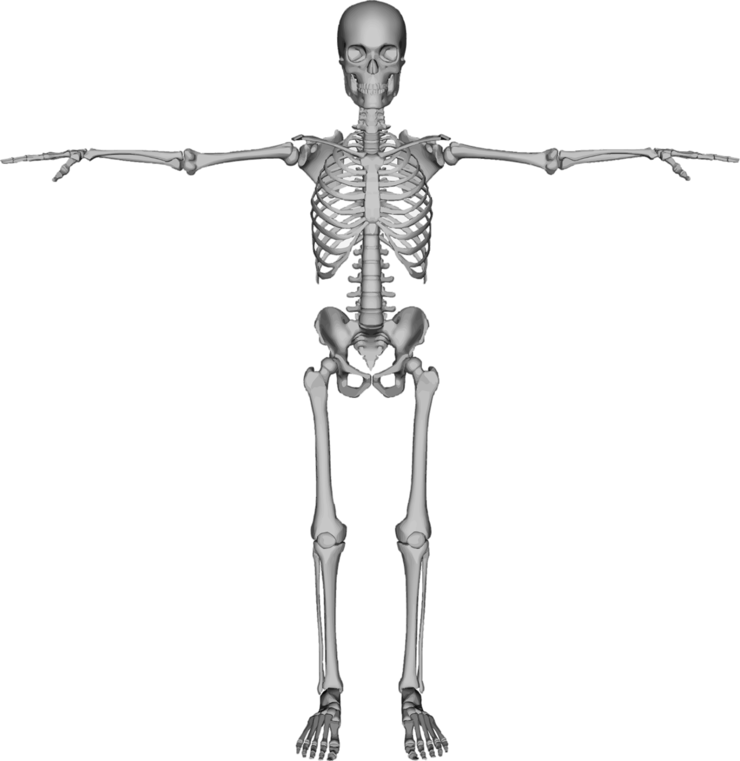 Human Skeleton PNG Transparent Images Free Download - Pngfre