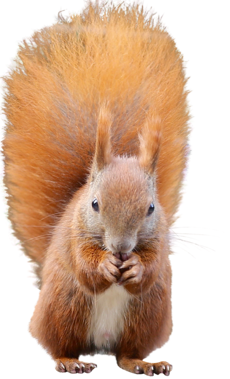 Squirrel PNG Transparent Images free Download - Pngfre