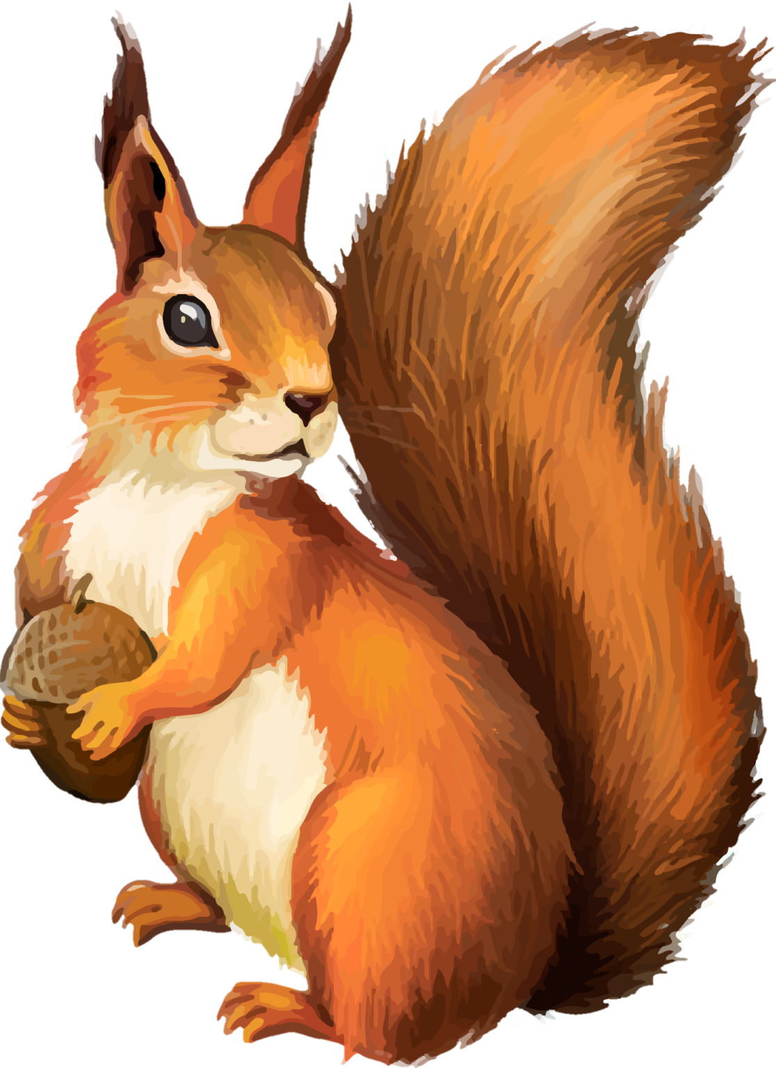 Squirrel PNG Transparent Images free Download - Pngfre