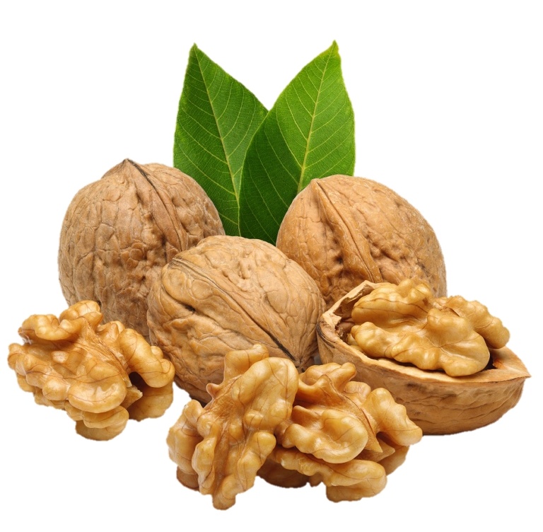 Walnut PNG Transparent Images Free Download - Pngfre