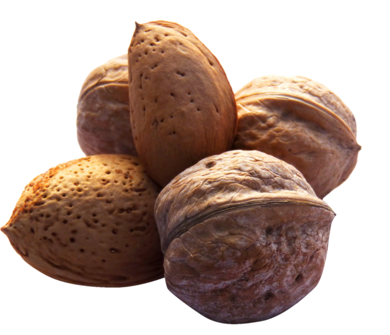 Walnut PNG Transparent Images Free Download - Pngfre