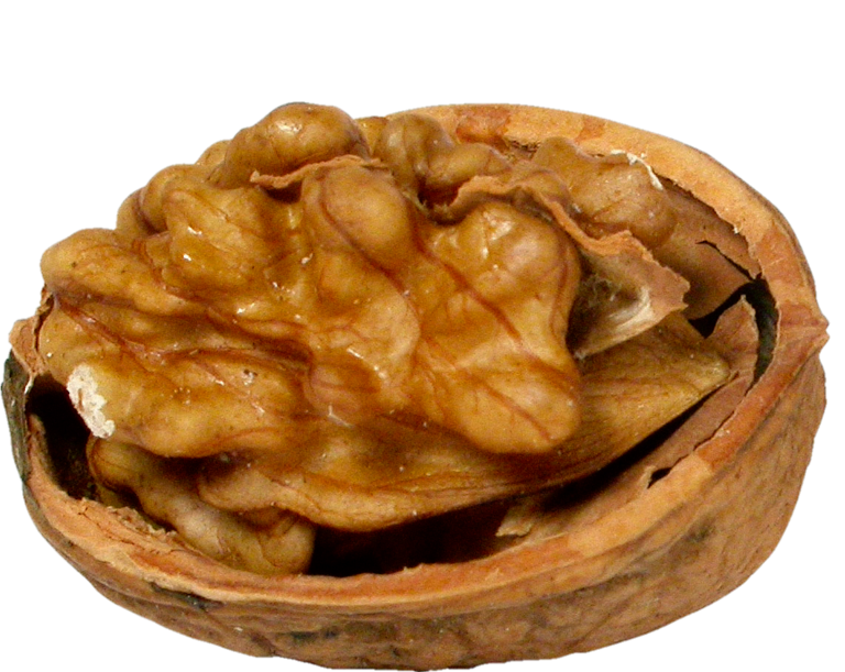 Walnut PNG Transparent Images Free Download - Pngfre