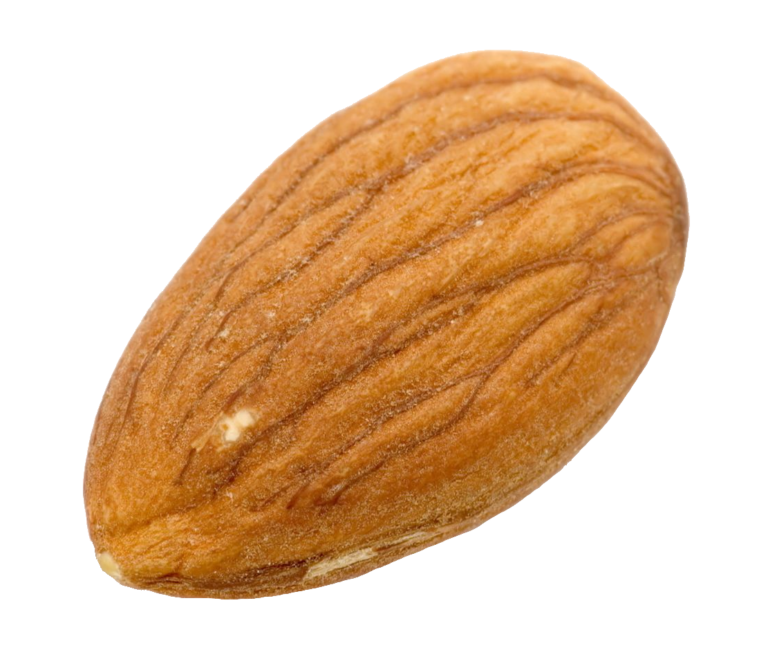 Almond PNG Transparent Images Free Download - Pngfre