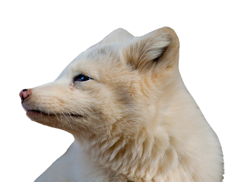 Arctic Fox PNG Transparent Images Free Download - Pngfre