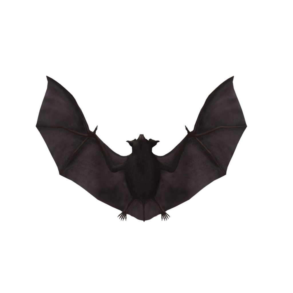 Bat PNG Transparent Images Free Download - Pngfre