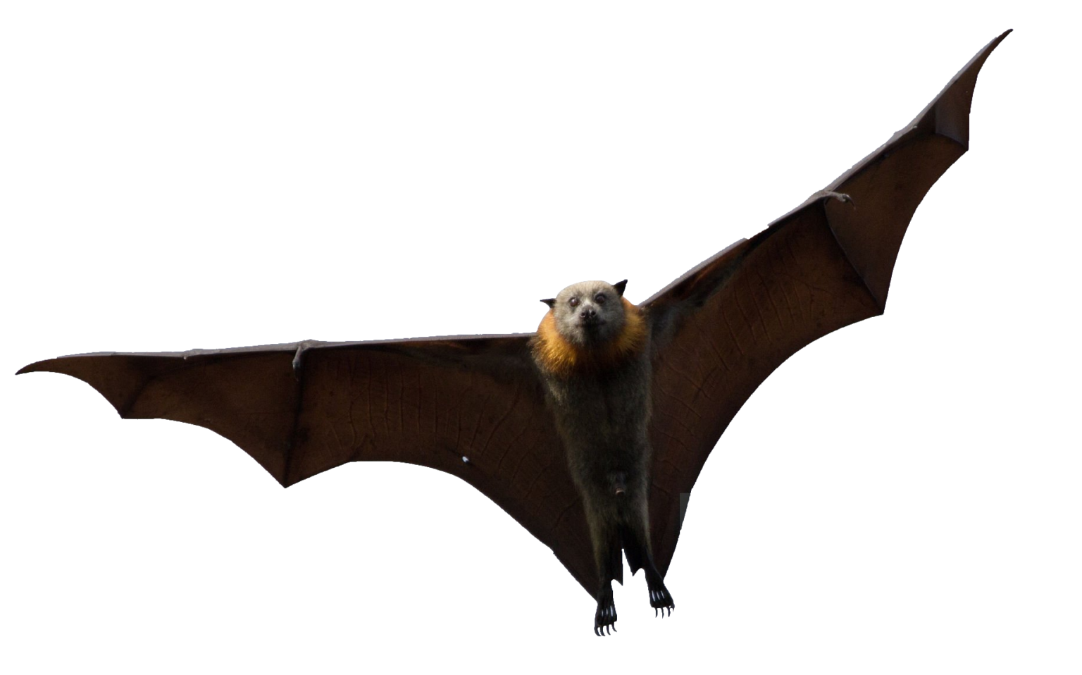 Bat PNG Transparent Images Free Download - Pngfre