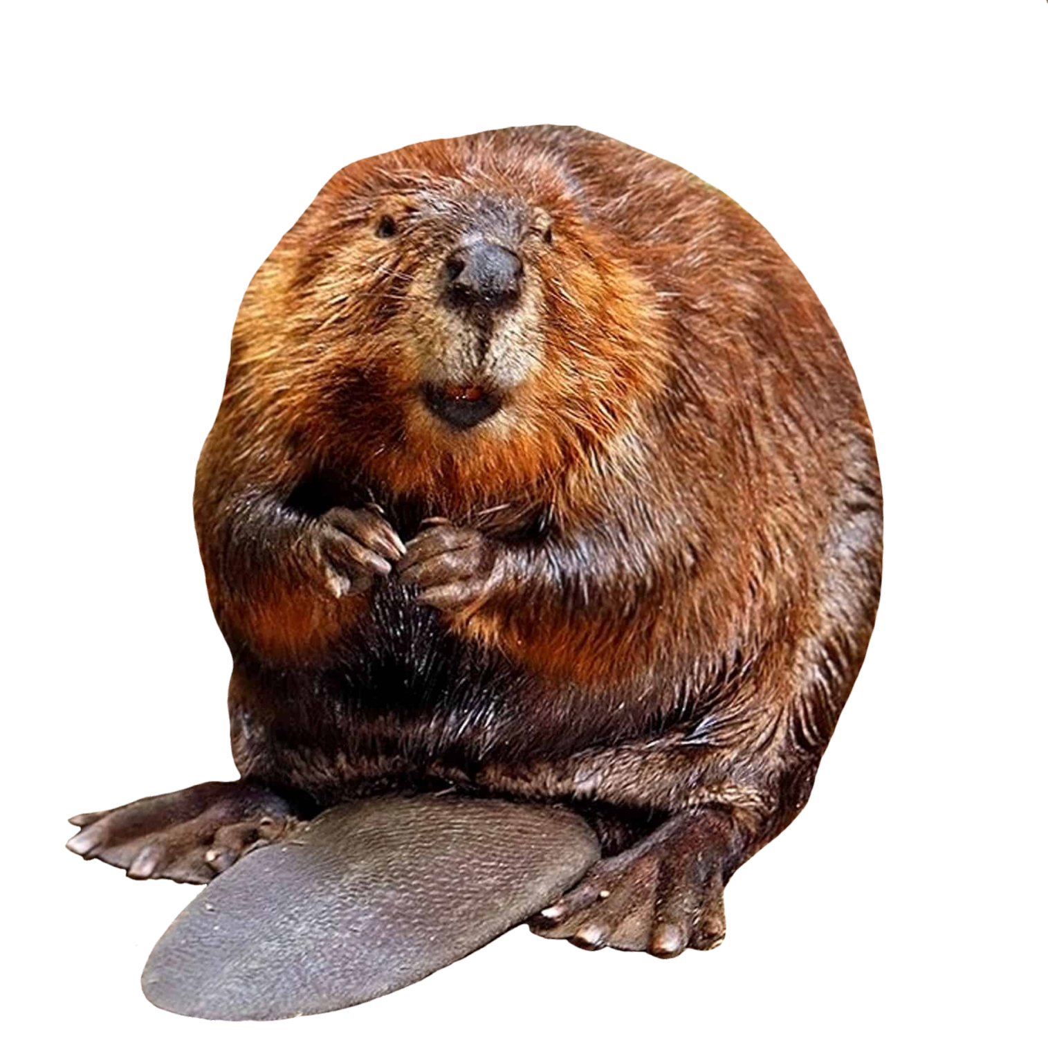 Beaver PNG Transparent Images Free Download - Pngfre