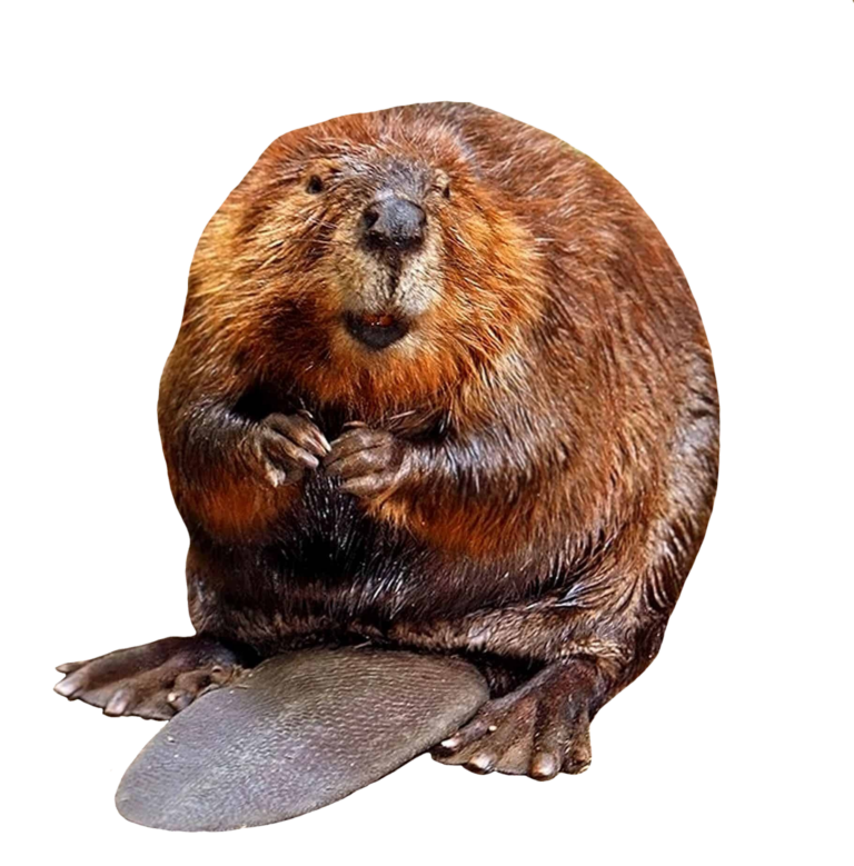 Beaver PNG Transparent Images Free Download - Pngfre