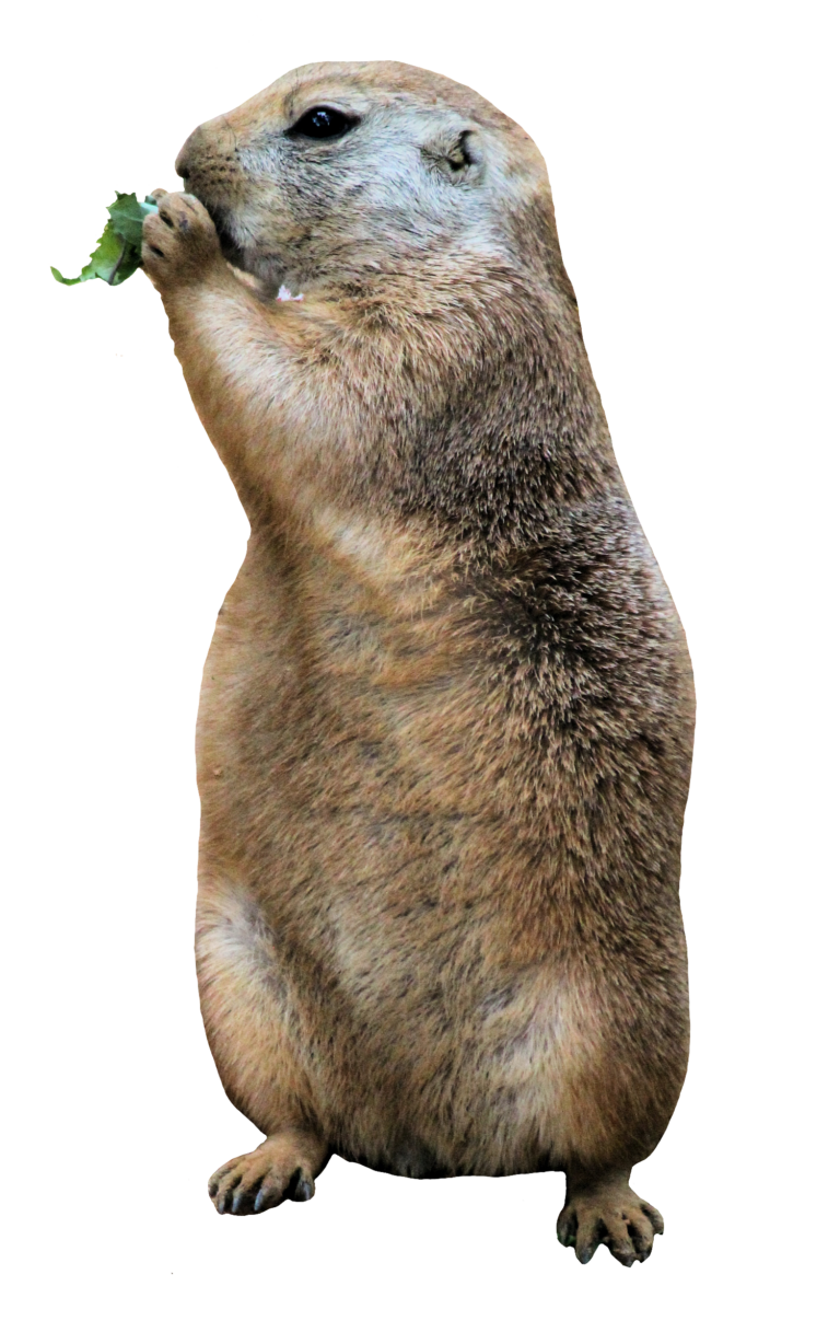 Beaver PNG Transparent Images Free Download - Pngfre