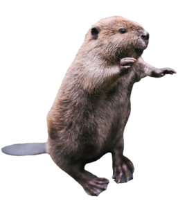 Beaver PNG Transparent Images Free Download - Pngfre