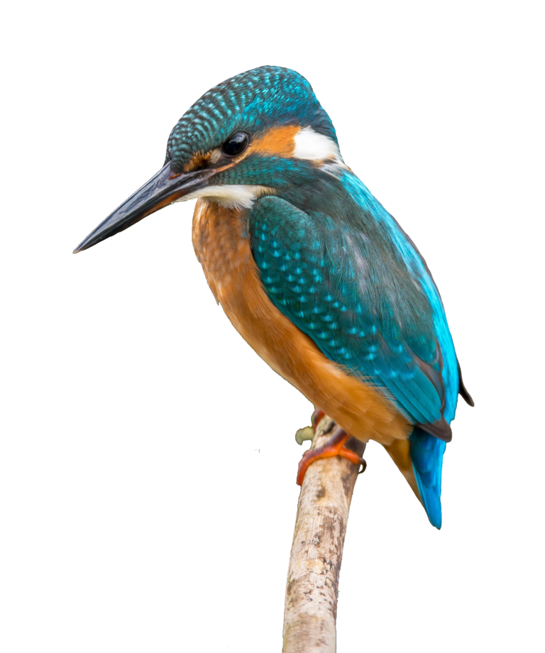Birds PNG Transparent Images Free Download - Pngfre