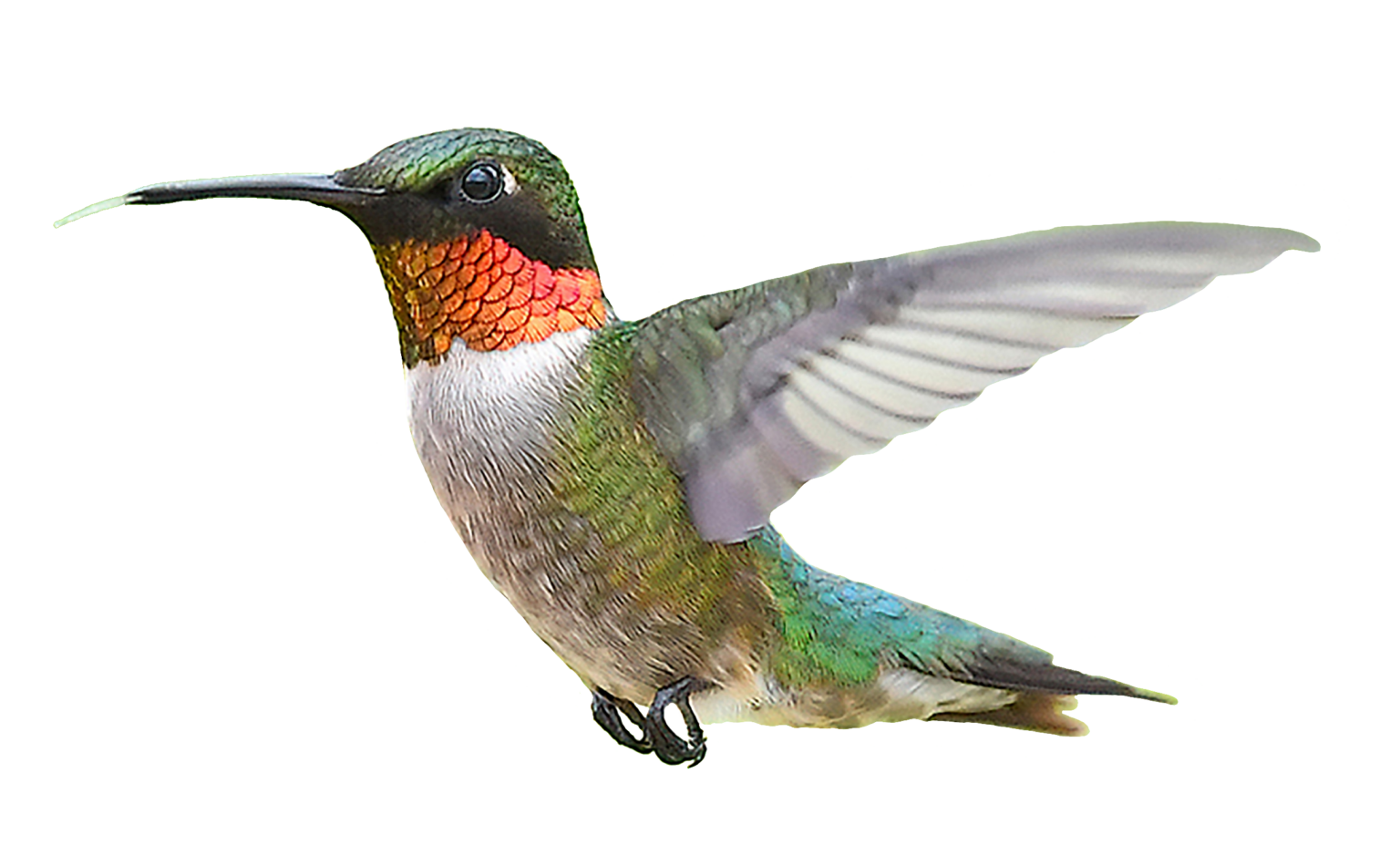 Birds PNG Transparent Images Free Download - Pngfre