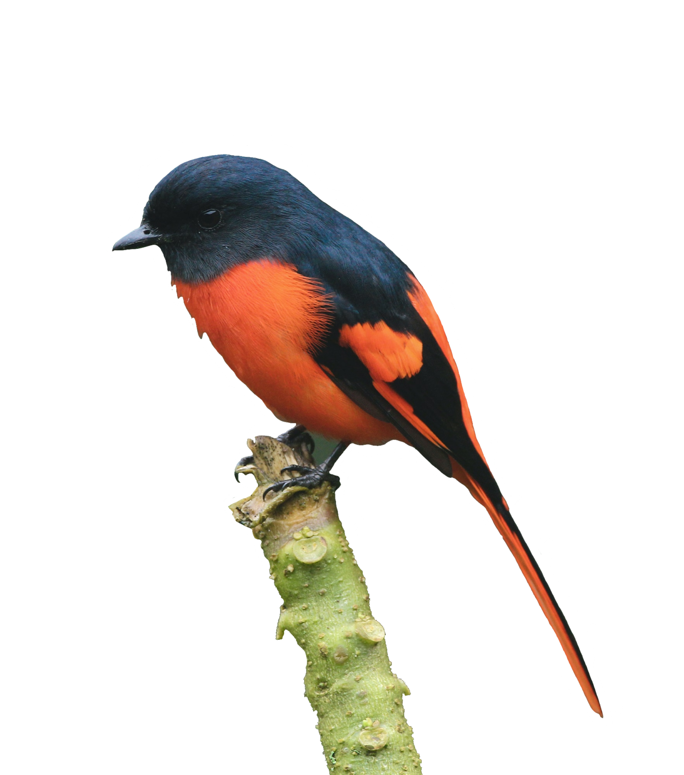 Birds PNG Transparent Images Free Download - Pngfre