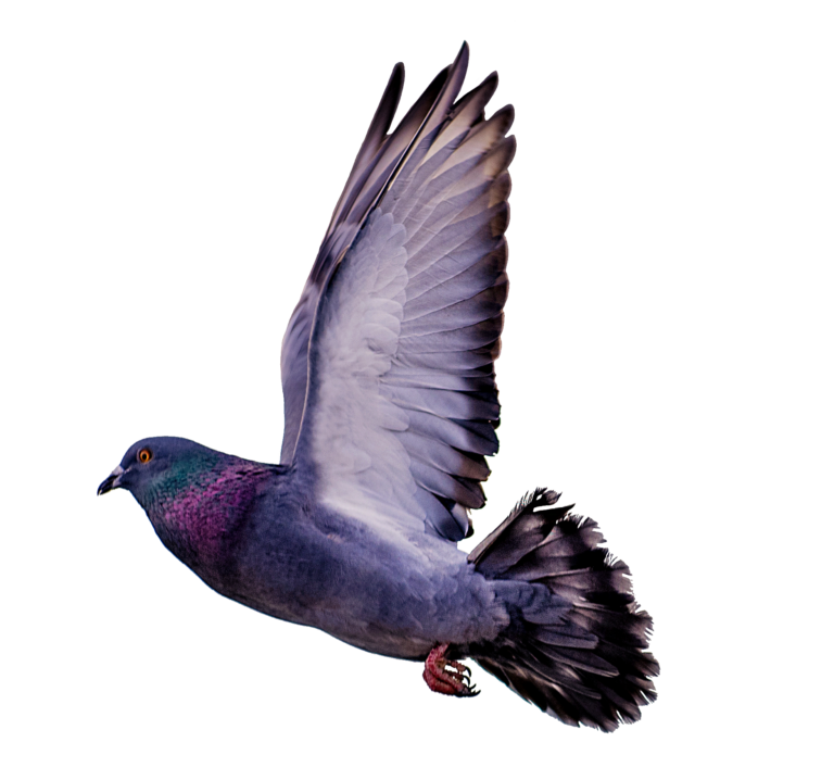 Birds PNG Transparent Images Free Download - Pngfre