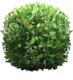 Bushes PNG Transparent Images Free Download - Pngfre