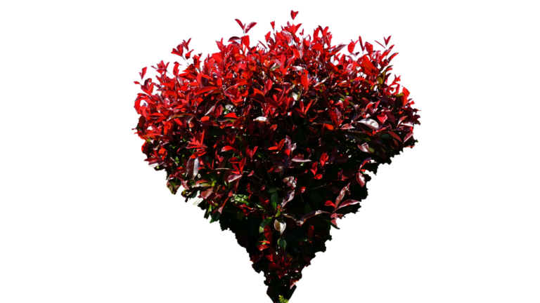 Bushes PNG Transparent Images Free Download - Pngfre