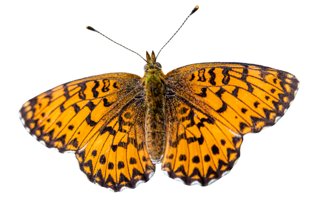 Butterfly PNG Transparent Images - Pngfre