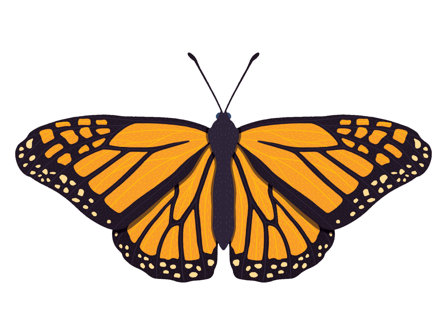 Butterfly PNG Transparent Images - Pngfre