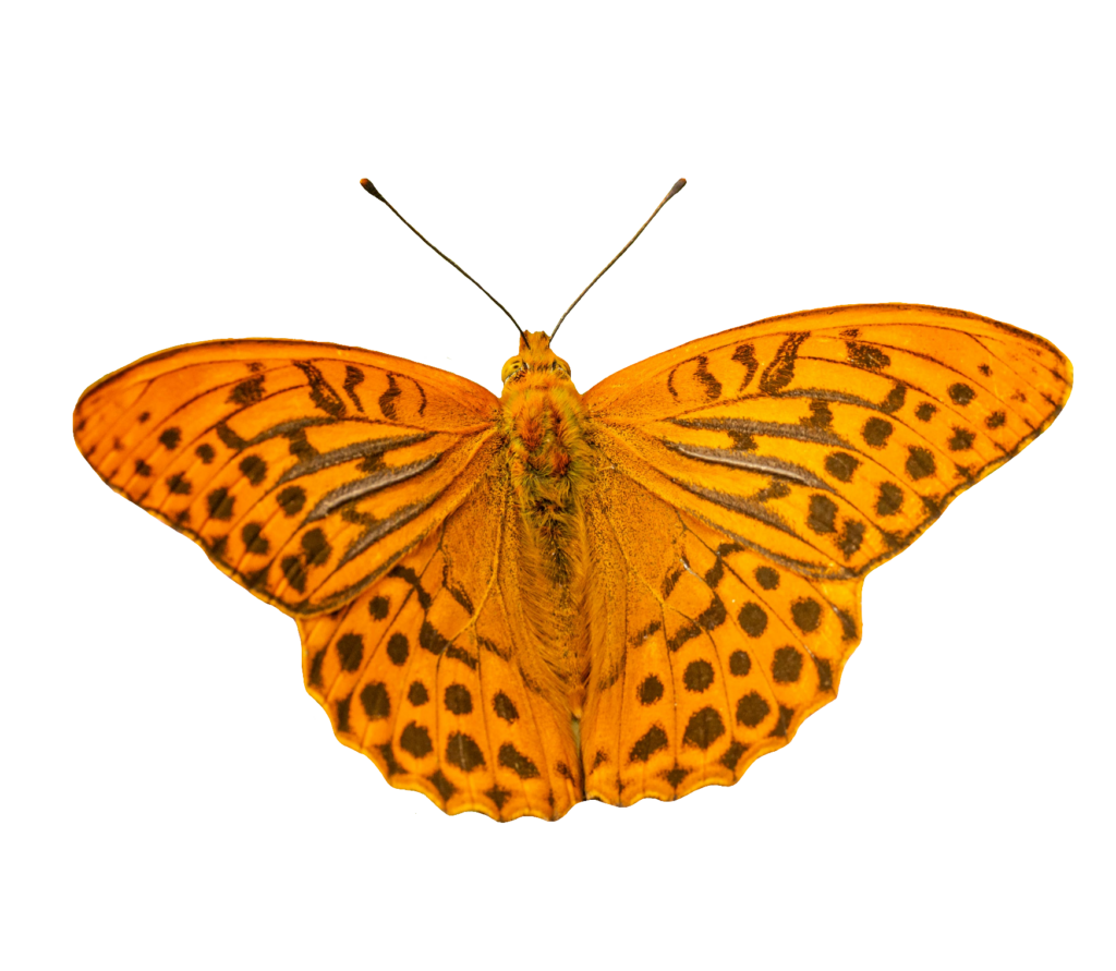 Butterfly PNG Transparent Images - Pngfre