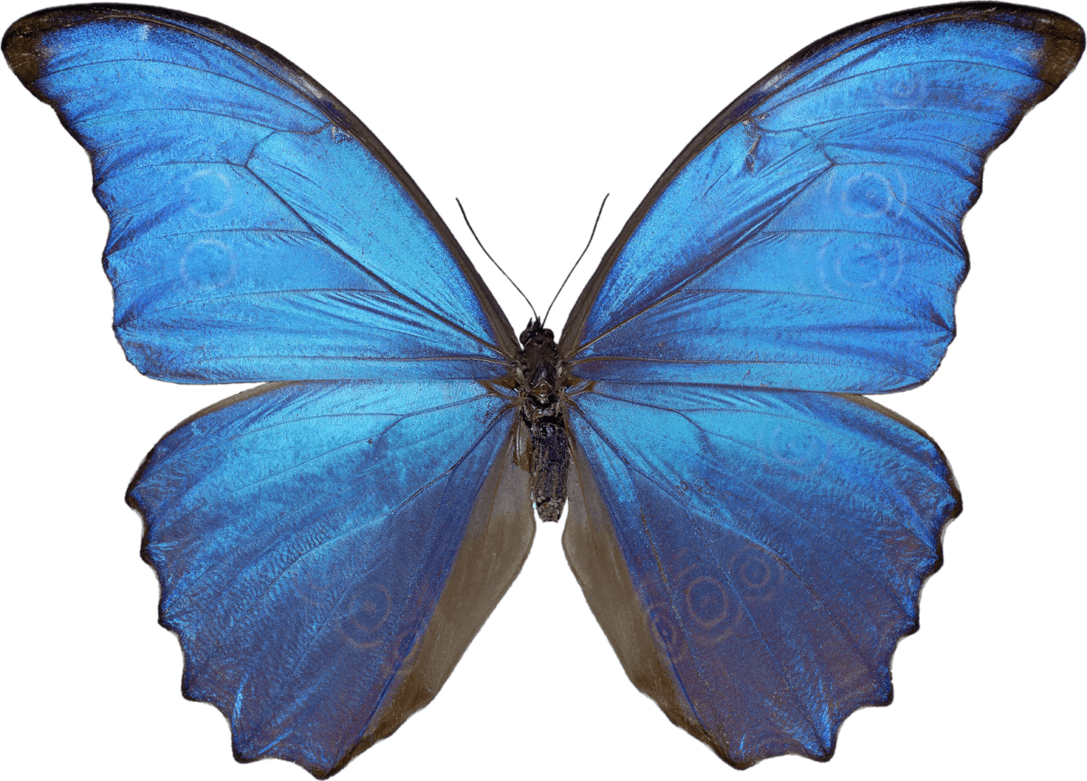 Butterfly PNG Transparent Images - Page 3 of 4 - Pngfre
