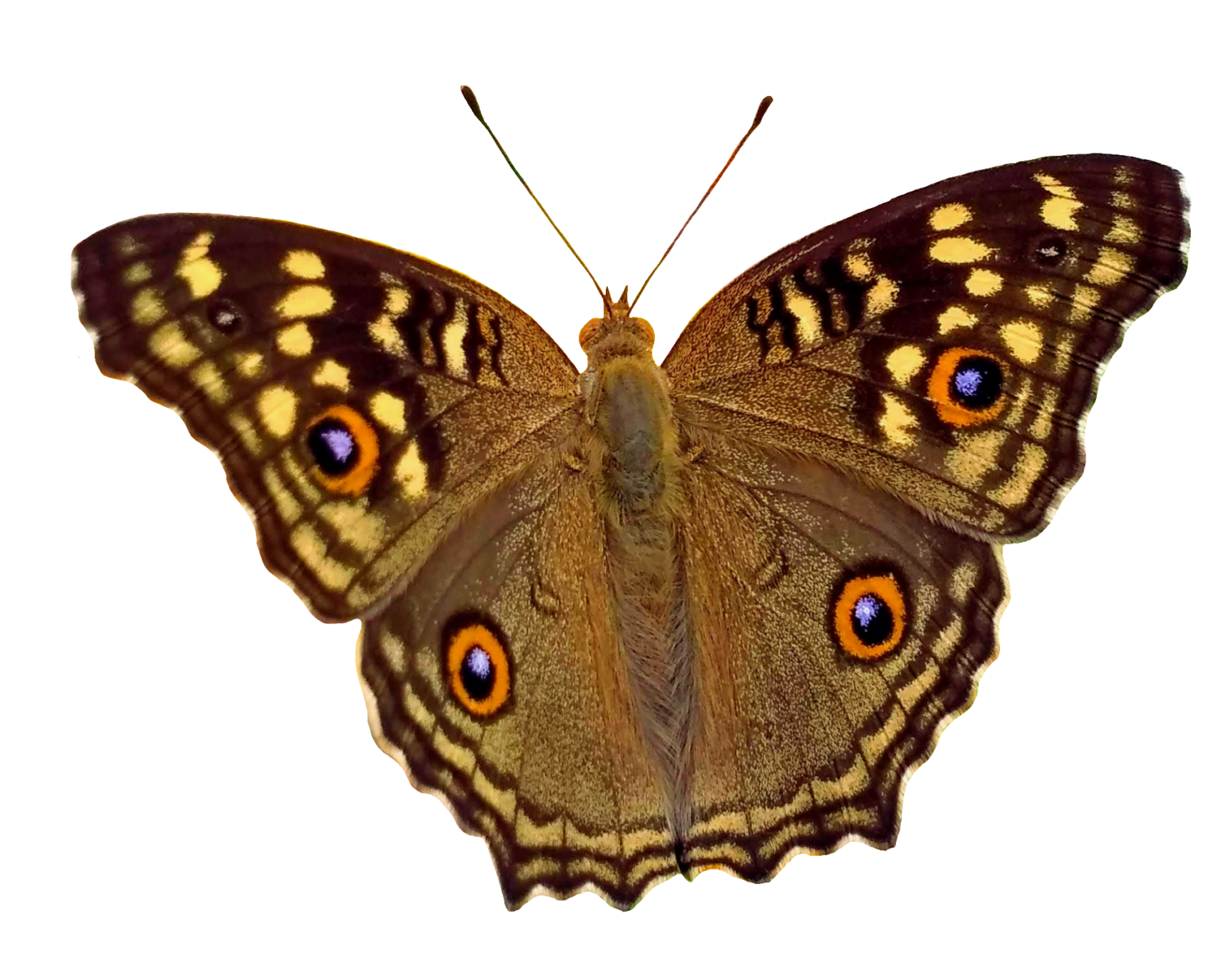 Butterfly PNG Transparent Images - Pngfre