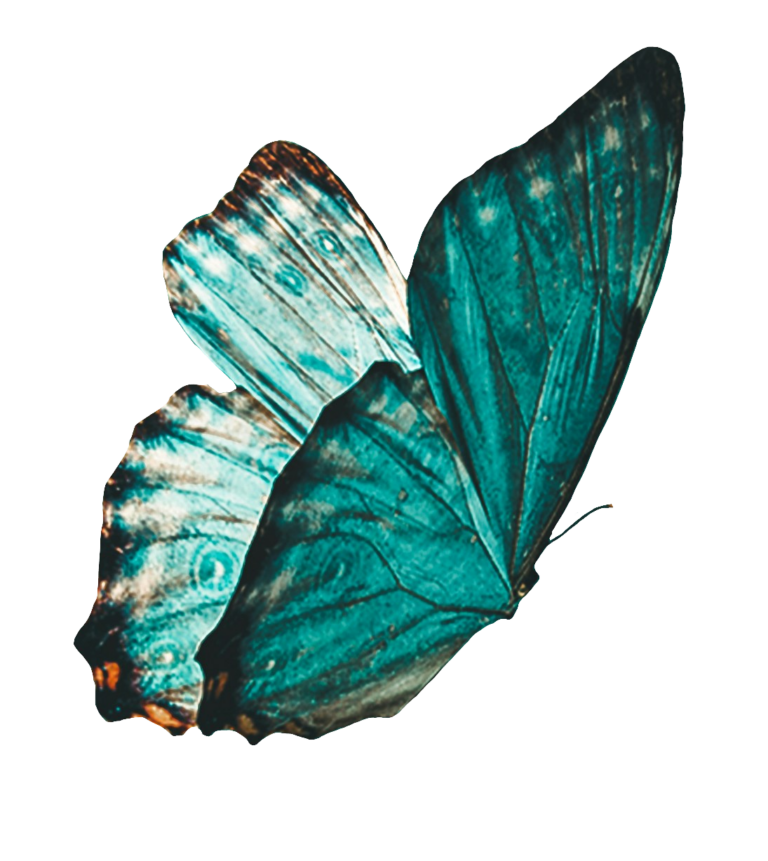 Butterfly PNG Transparent Images - Pngfre
