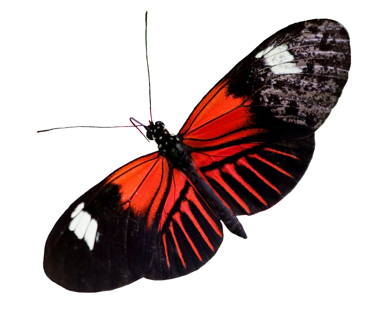 Butterfly PNG Transparent Images - Pngfre