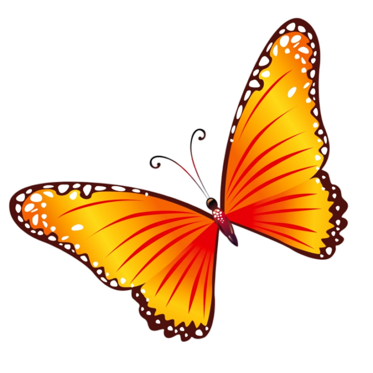 Butterfly PNG Transparent Images Free Download - Pngfre