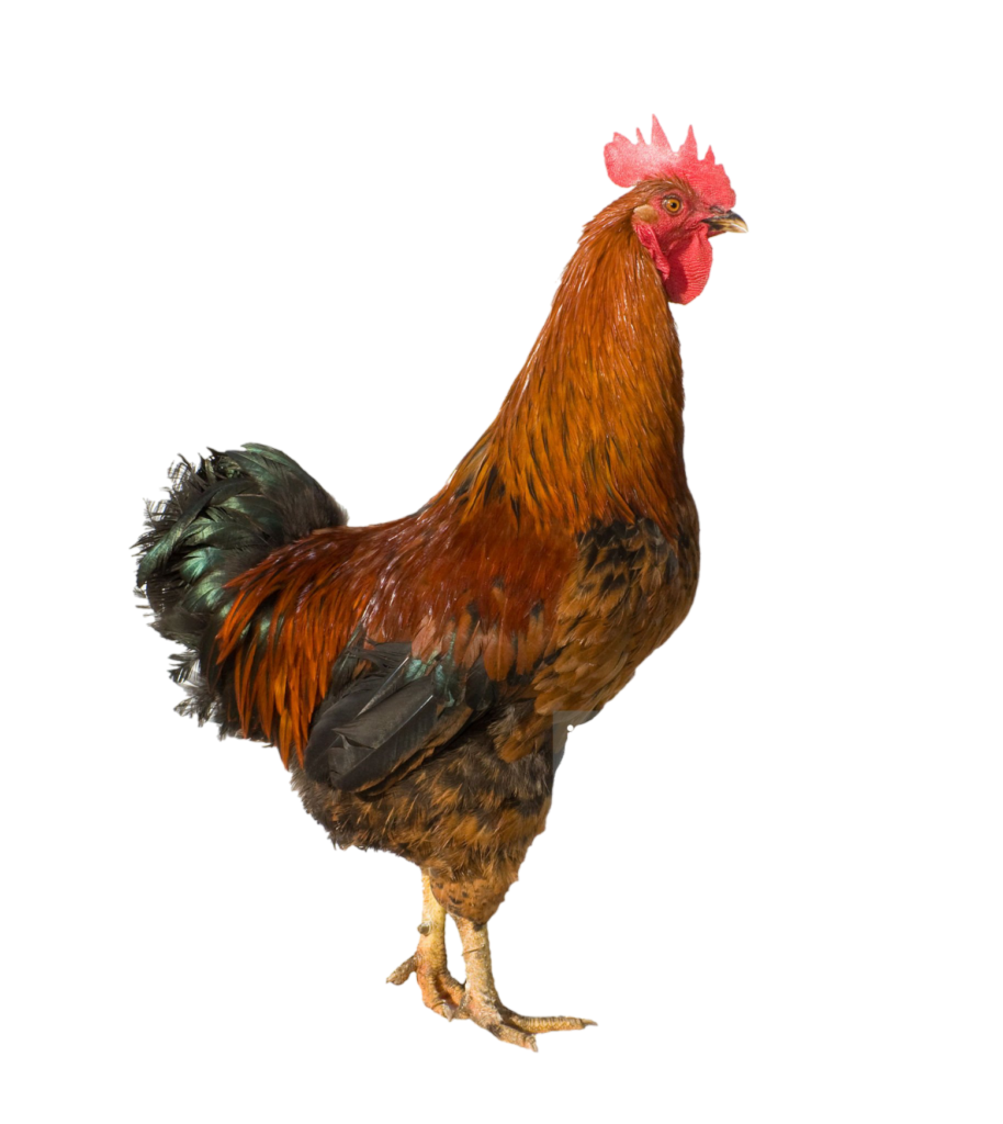 Chicken PNG Transparent Images Free Download - Pngfre
