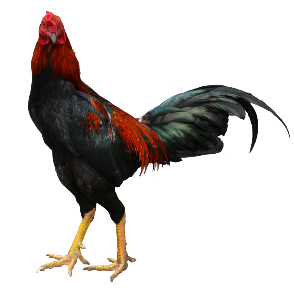 chicken-44 - Pngfre