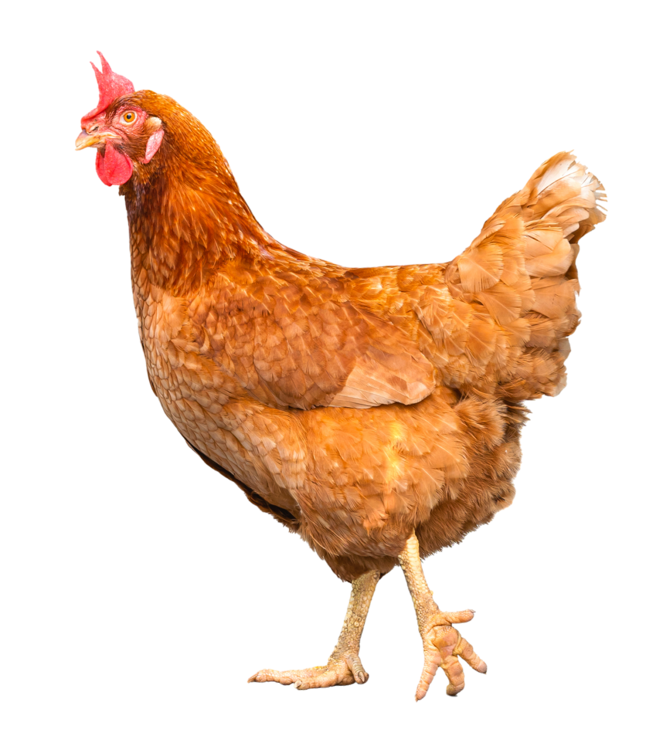 Chicken PNG Transparent Images Free Download - Pngfre