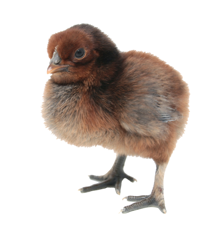 Chicken PNG Transparent Images Free Download - Pngfre