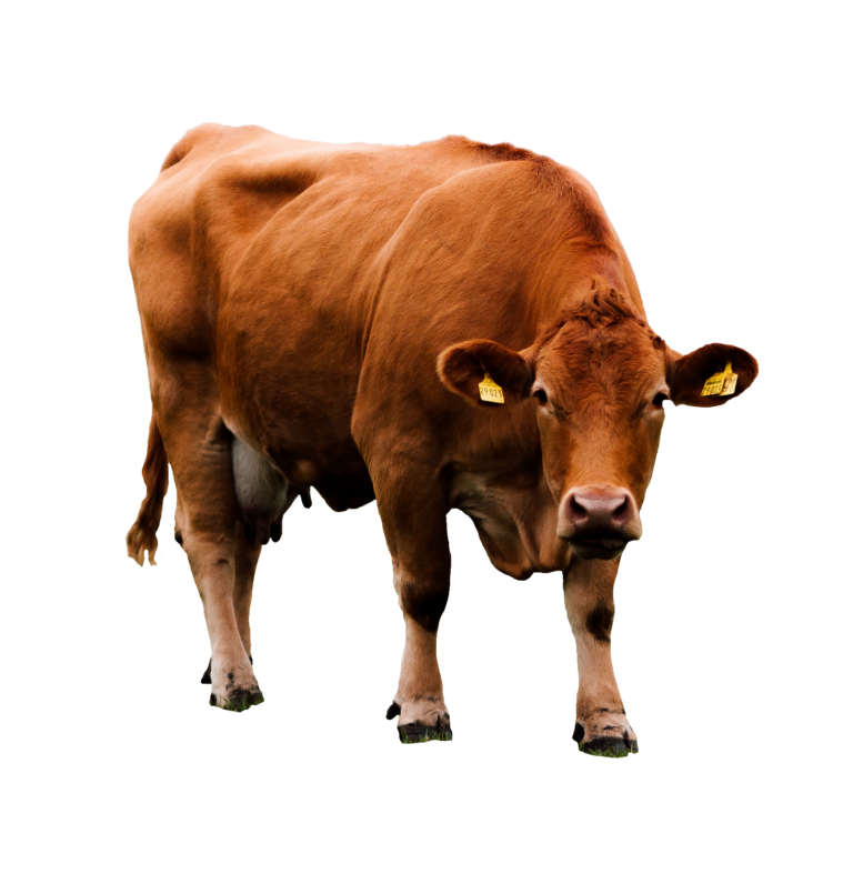 Cow PNG Transparent Images Free Download - Pngfre