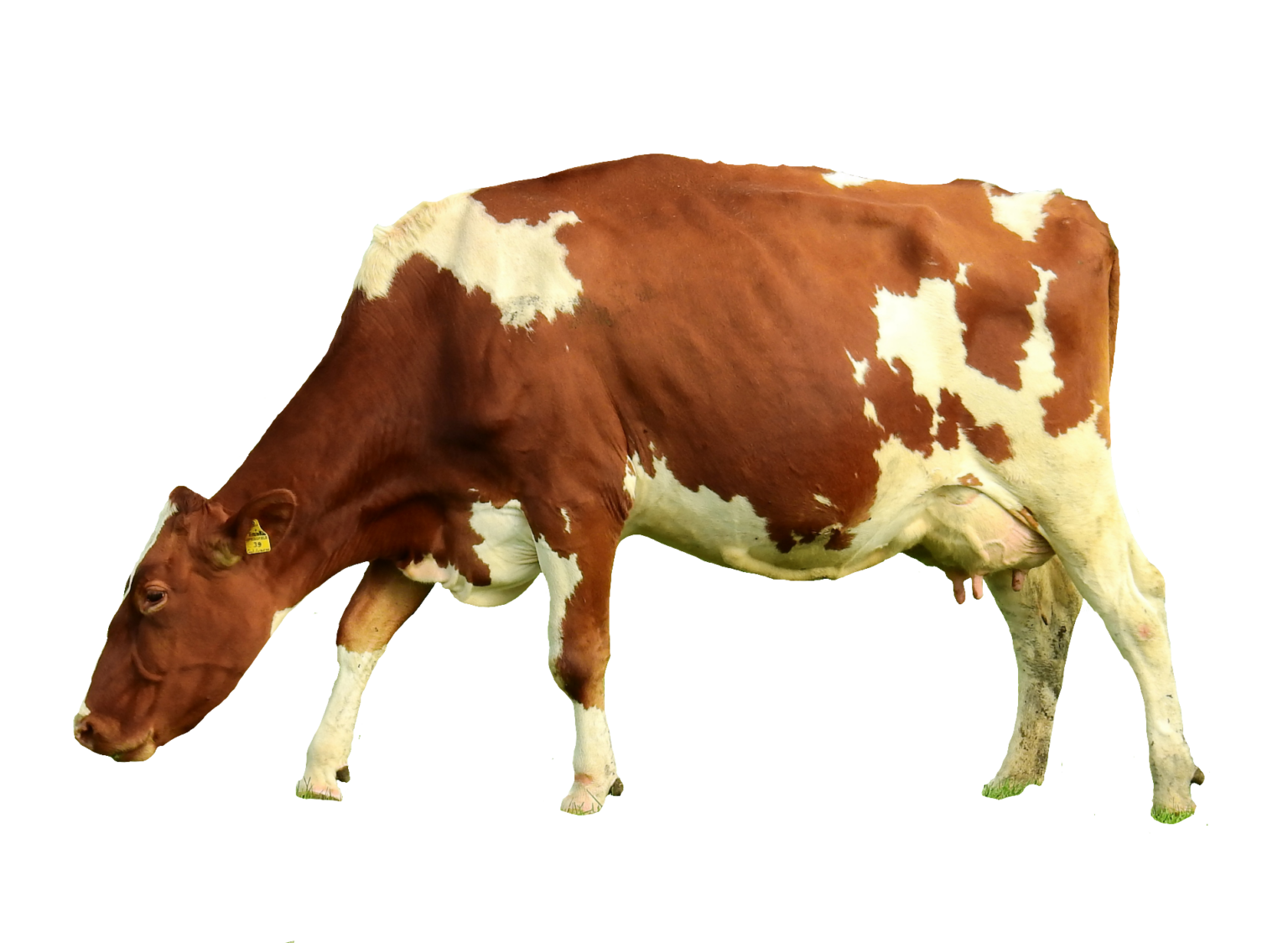 Cow PNG Transparent Images Free Download - Pngfre