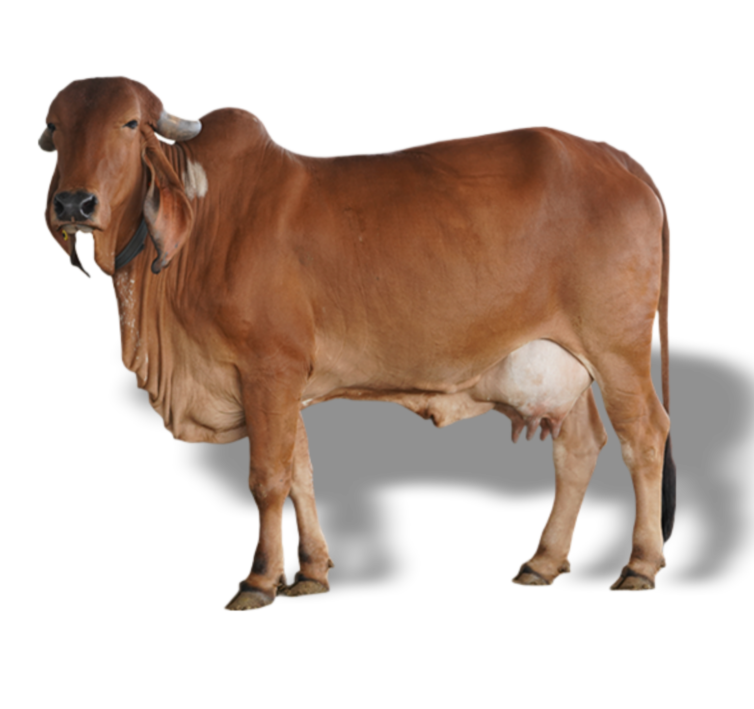 Cow PNG Transparent Images Free Download - Pngfre
