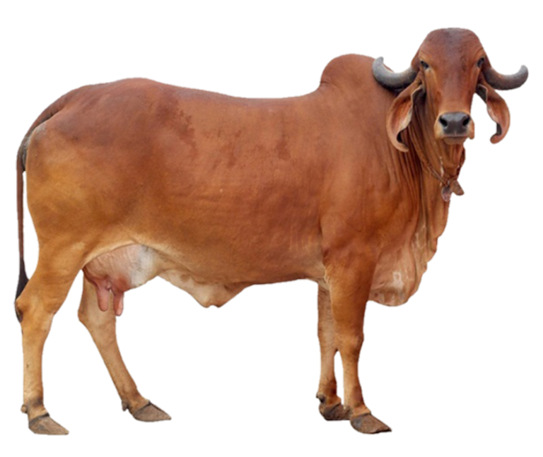 Cow PNG Images Free Download - Pngfre