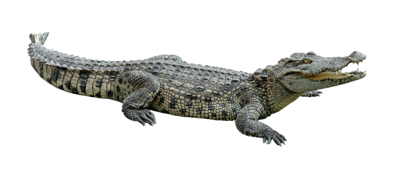 Crocodile PNG Transparent Images Free Download - Pngfre