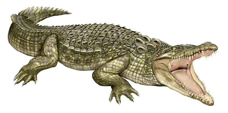 Crocodile PNG Transparent Images Free Download - Pngfre
