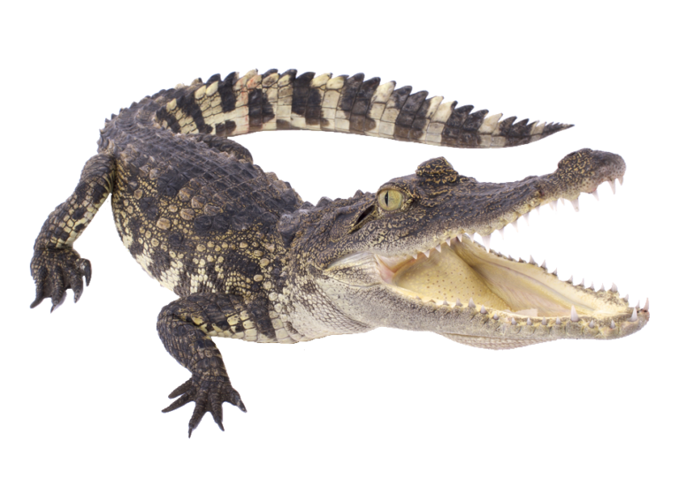 Crocodile PNG Transparent Images Free Download - Pngfre