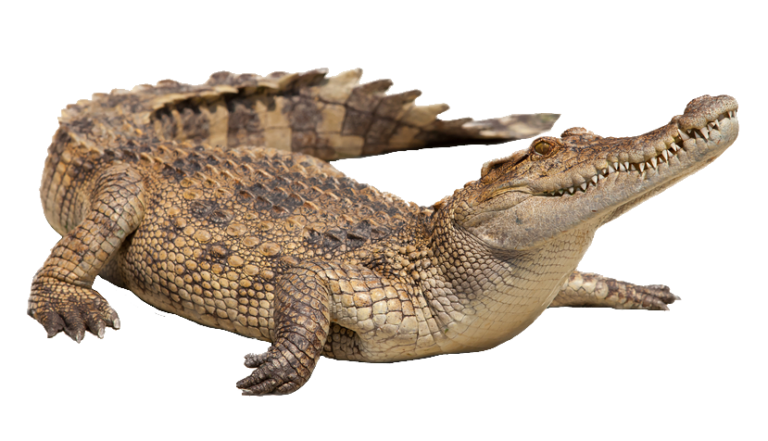 Crocodile PNG Transparent Images Free Download - Pngfre