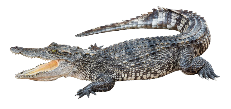 Crocodile PNG Transparent Images Free Download - Pngfre