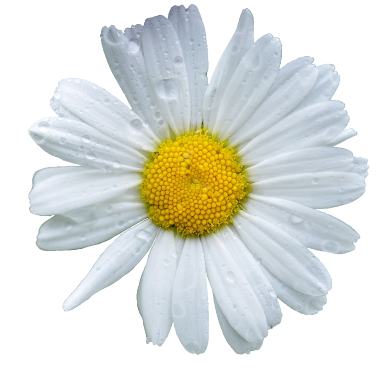 Daisy PNG Images free Download - Pngfre
