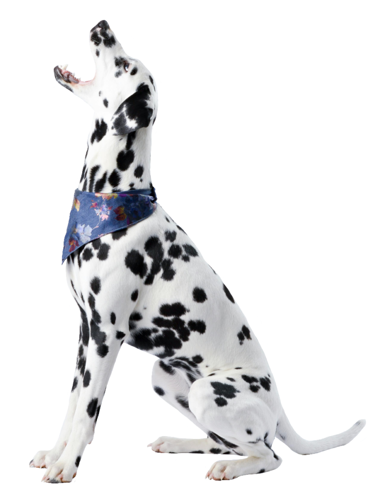 Dalmatian Dog PNG Images Free Download - Pngfre